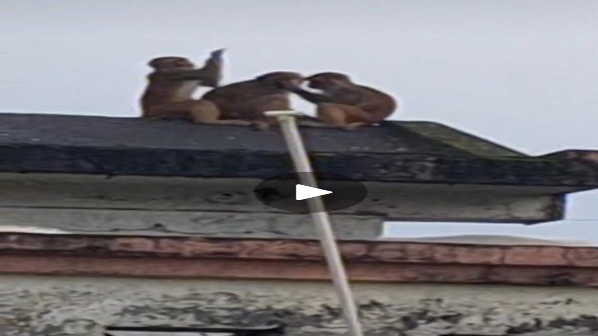 Family of Monkeys Goes Viral: Three Monkeys Working Together in ...